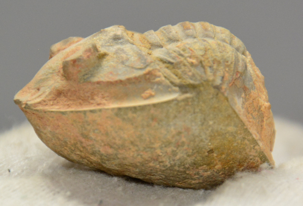 Asaphid trilobite from Erfoud - Fossilwebhop
