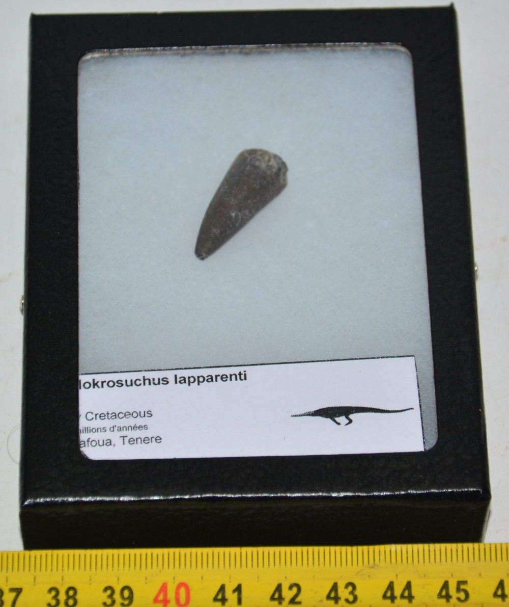 Stolokrosuchus lapparenti tooth from Niger - Fossilwebhop