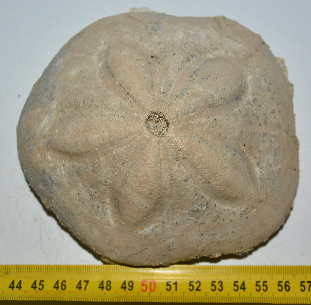 Clypeaster sardiniensis from Fazekasboda - Fossilwebhop