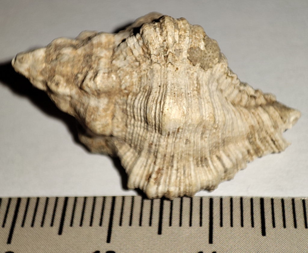 Chicoreus trigonalis from Eger - Fossilwebhop