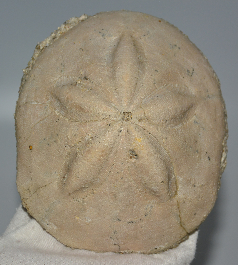 Clypeaster sardiniensis from Fazekasboda (515 grams) - Fossi