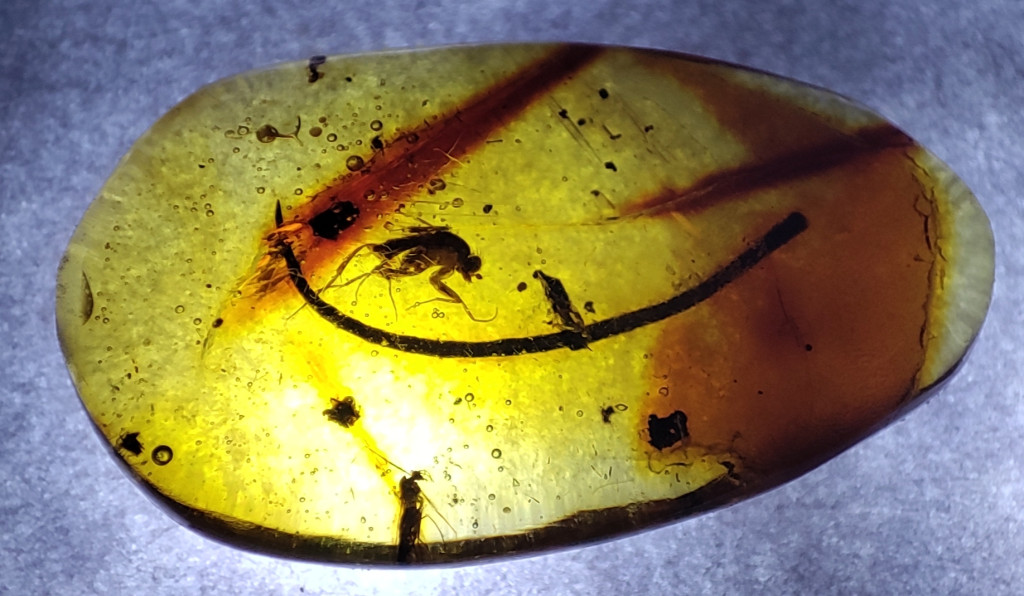 Phoridae fossil in Dominican amber - Fossilwebhop