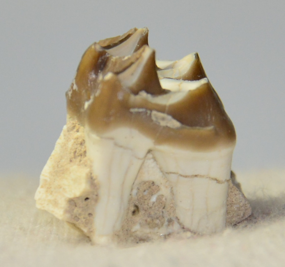 Merycoidodon culbertsoni upper tooth - Fossilwebhop