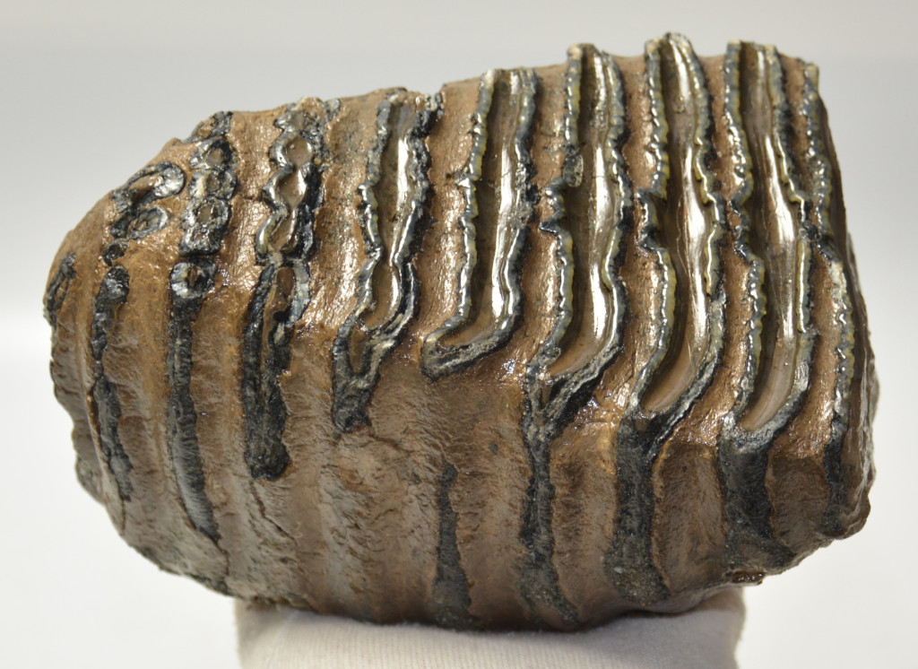 Mammuthus meridionalis partial tooth (2411 grams) - Fossilwe