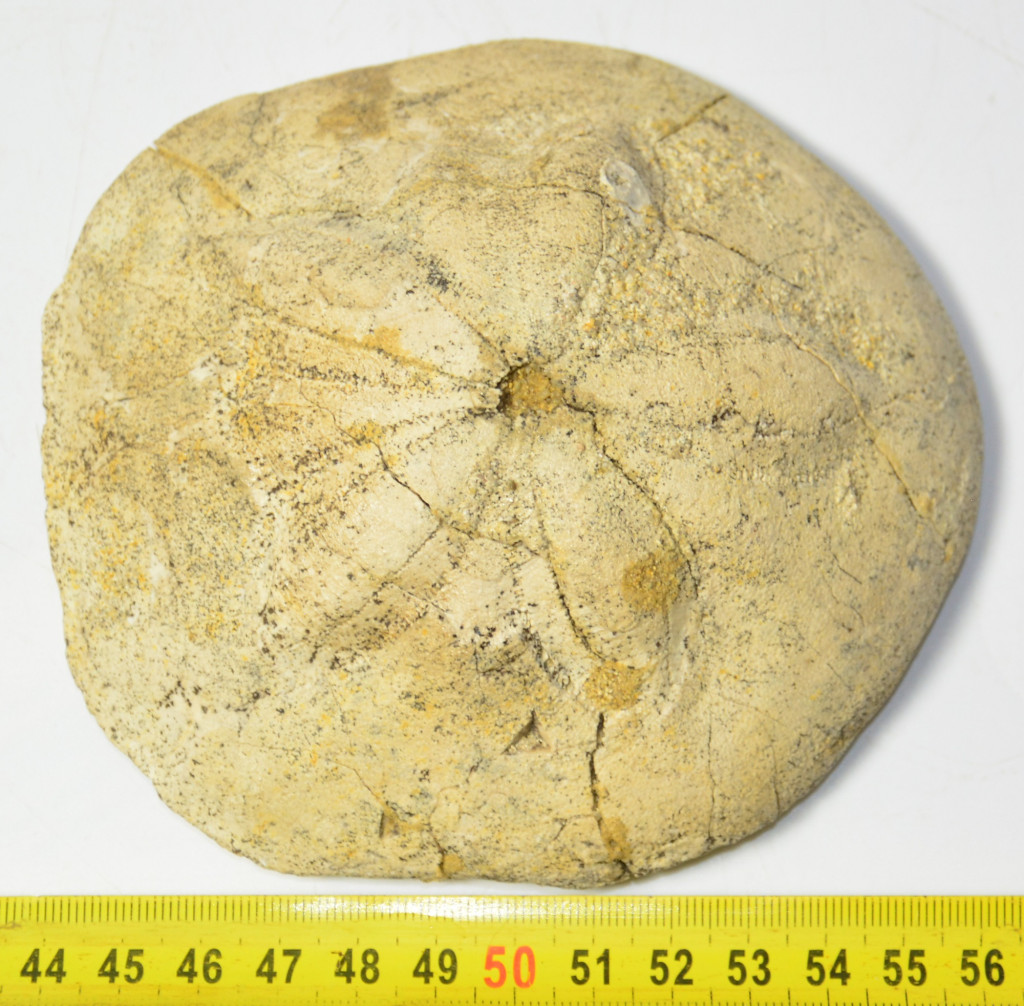 Clypeaster sardiniensis from Fazekasboda (505 grams) - Fossi