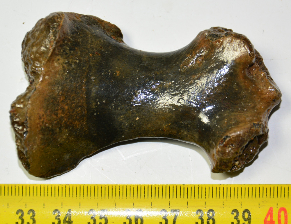 Young seal femur bone - Fossilwebhop