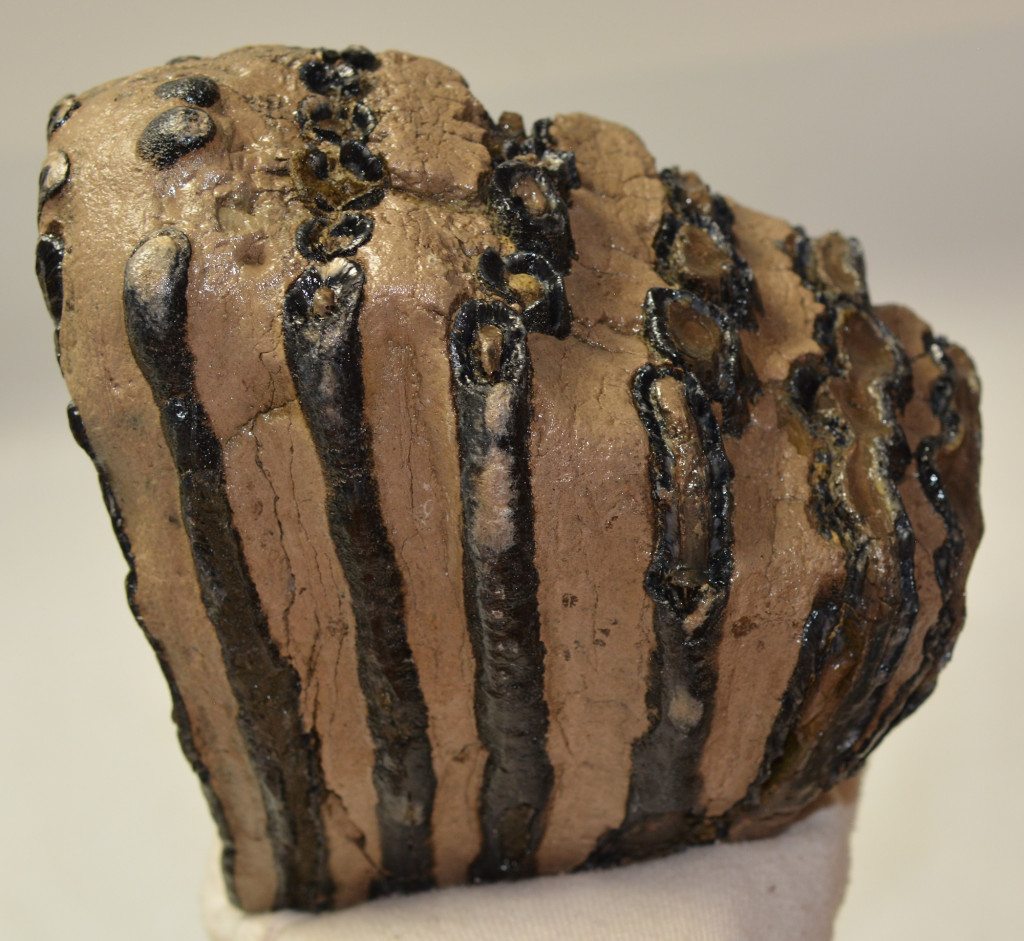 Mammuthus meridionalis partial tooth (2731 grams) - Fossilwe