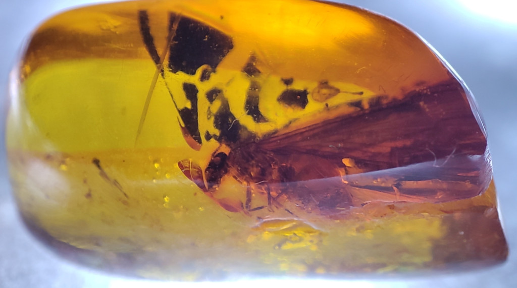 Isoptera fossil in Dominican amber - Fossilwebhop