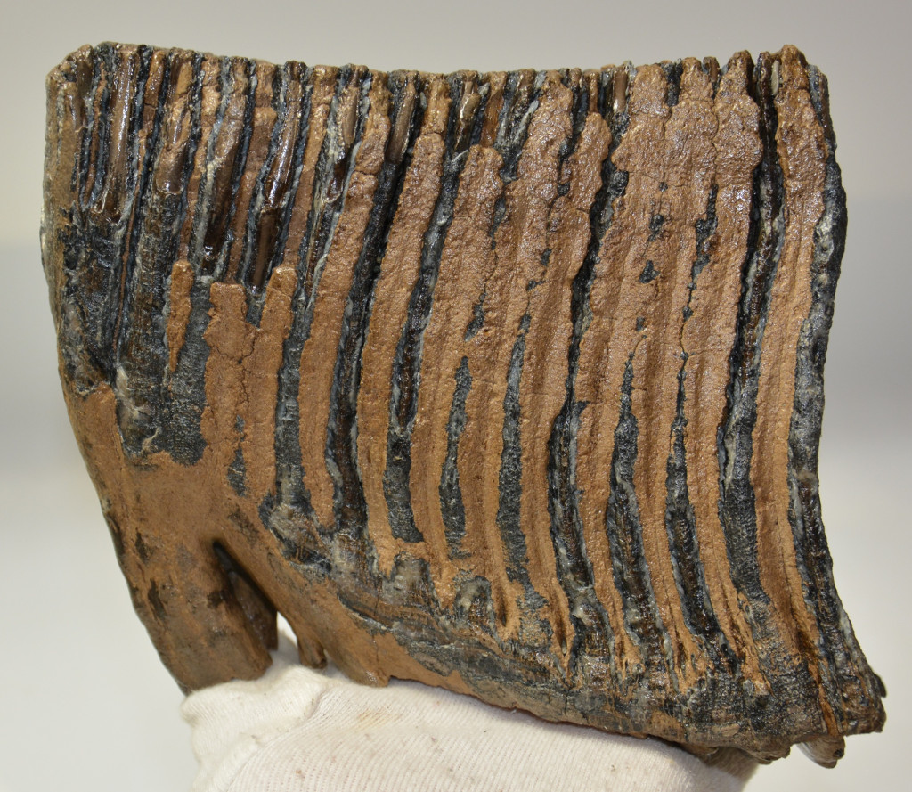 Mammuthus primigenius partial tooth (2477 grams) - Fossilweb