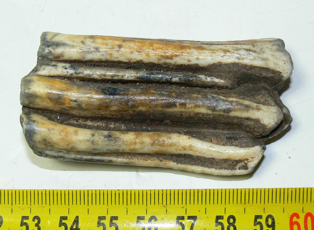 Bubalus bubalis tooth (Water buffalo) - Fossilwebhop